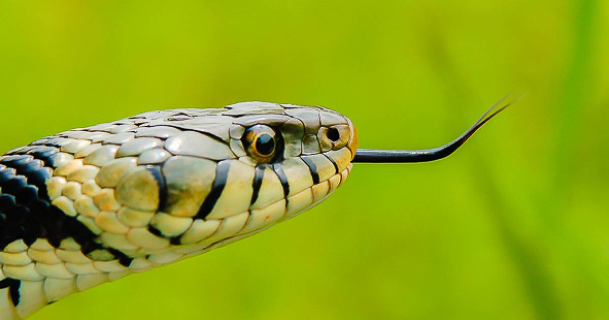 Minder ringslangen, maar niet getreurd: ‘De ringslang komt ook voor in ...