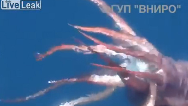 Mysterieuze 'reuzeninktvis' vastgelegd op video | Nieuws | AD.nl