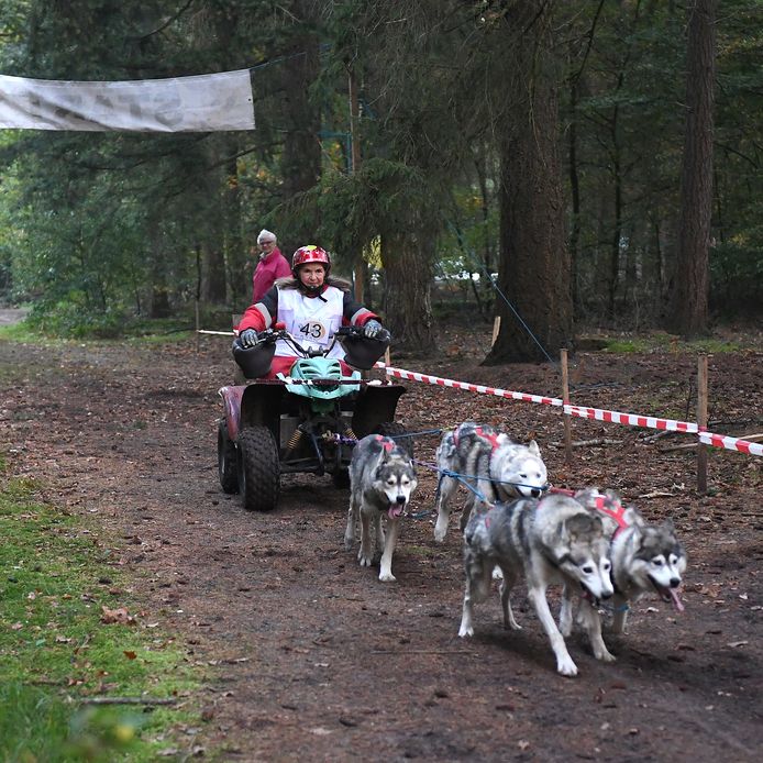 Poolhonden trainen in alle vroegte, anders is het veel te heet ...