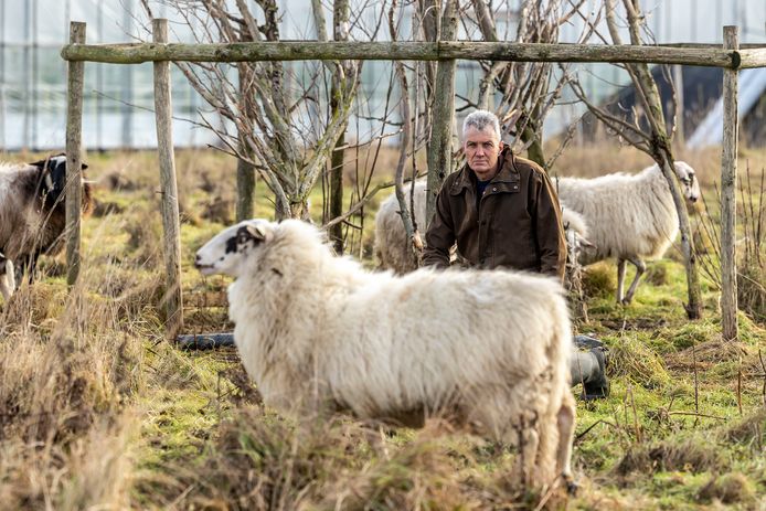 Omstreden schaapsherder Pieter Dekker moet dieren verkopen: ‘Dit kan ...