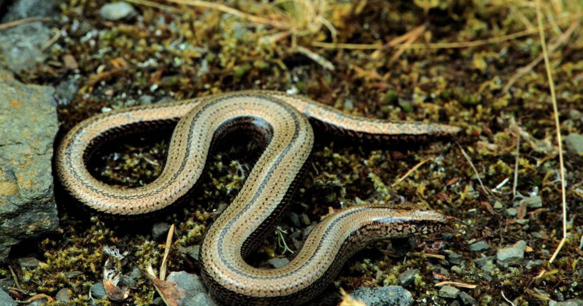 Ede maakt van parkeerterrein nieuw leefgebied voor de hazelworm | De ...