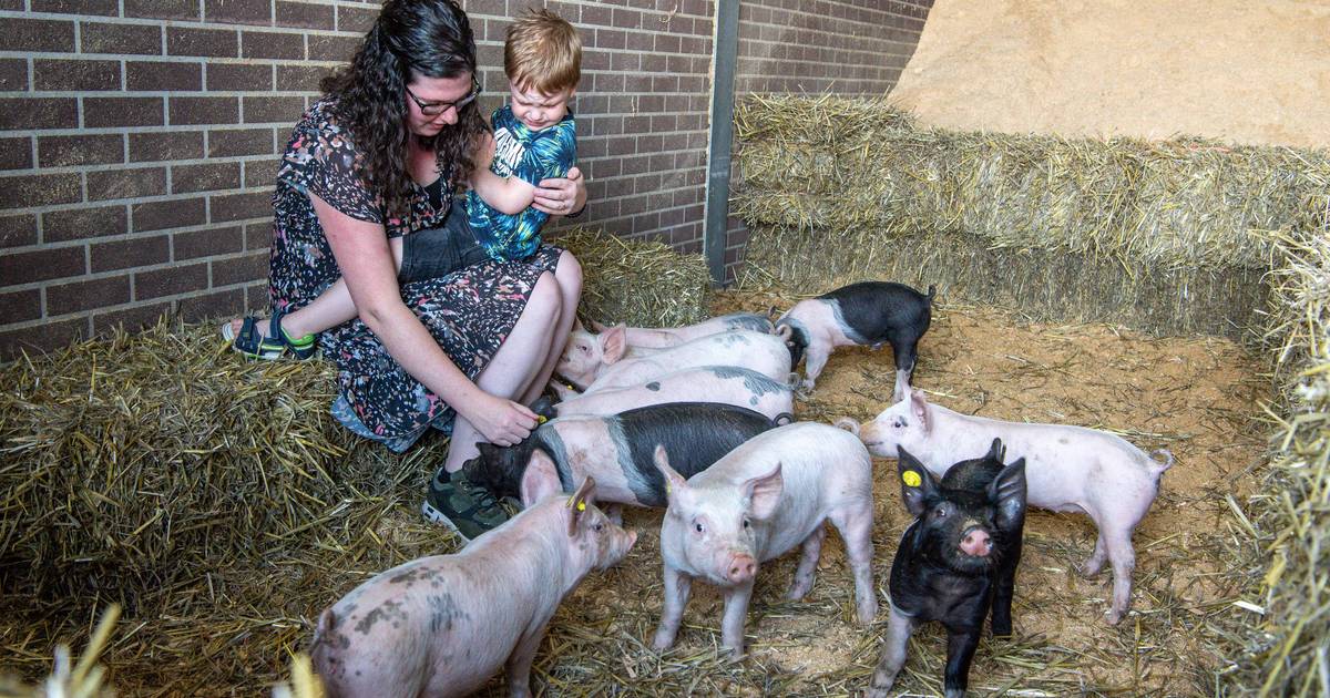 Feestje rond het varken in Putten: ‘Dat iemand het zielig vindt vlees ...