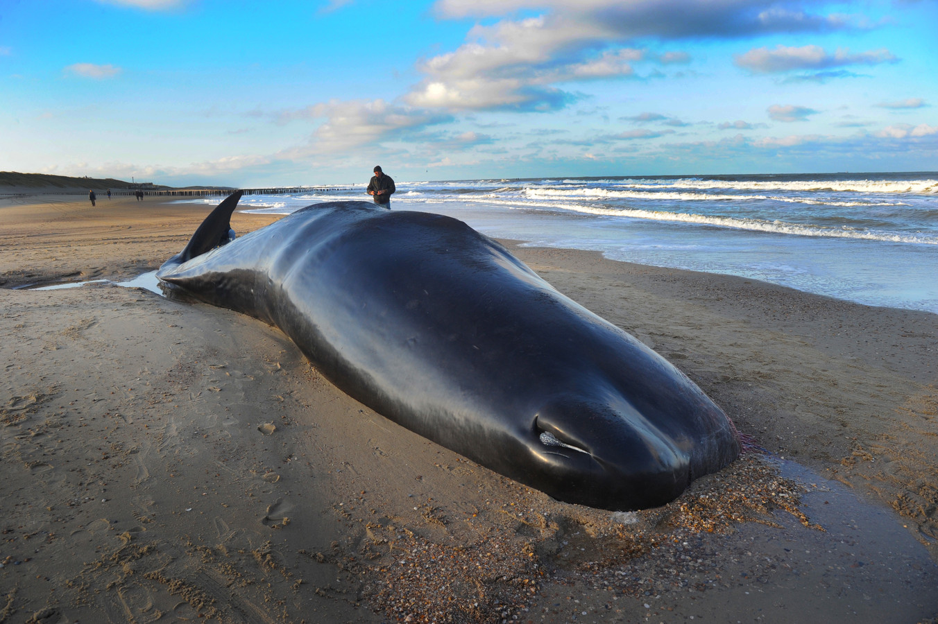Potvis keert terug naar Domburg, dwergvinvis Neeltje Jans wordt ...