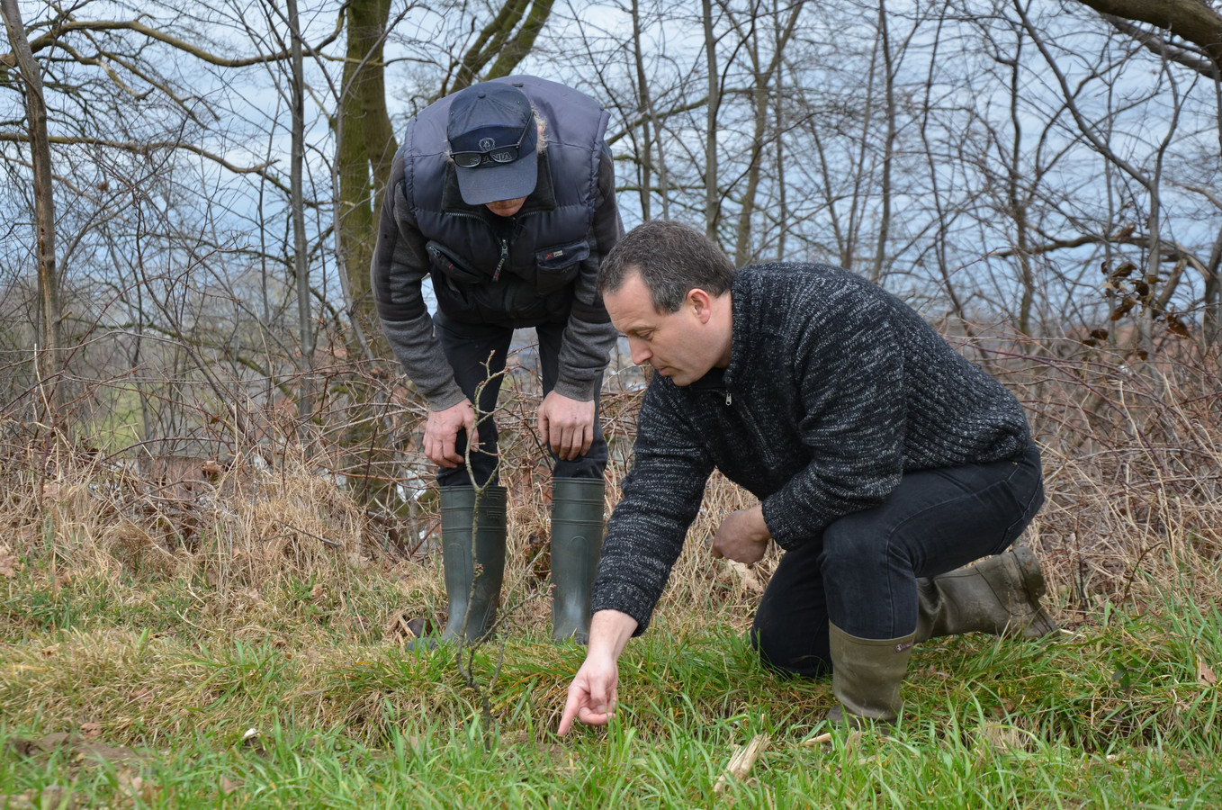Wolf Billy: wat spookte hij uit nadat hij Heusden verliet? | Foto | bd.nl