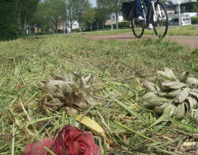 Waar is het monumentje voor Inge Caljouw? ‘Niet kapotgemaaid, maar weggehaald, uit respect ...