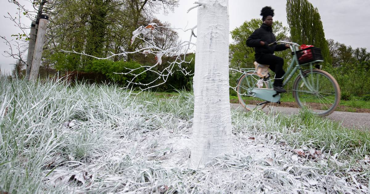 Tientallen bomen zijn ‘ineens’ spierwit langs deze weg: ‘Wij vinden het ...