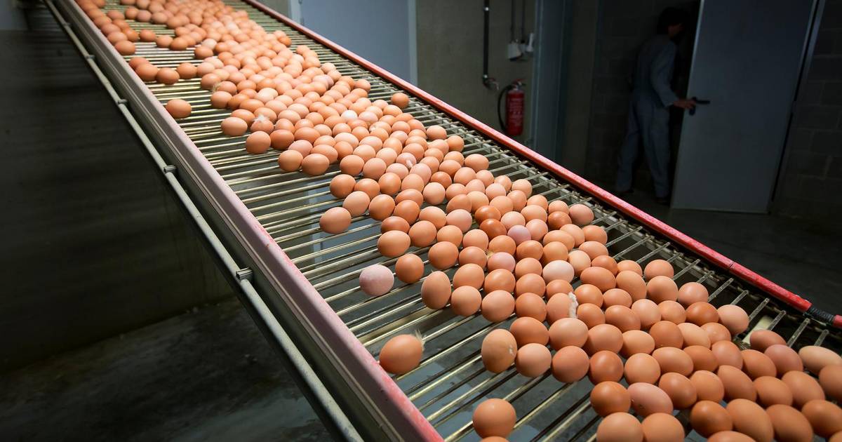 Marcel Colla over eiercrisis: "Hopelijk wordt er deze keer wél beslist ...