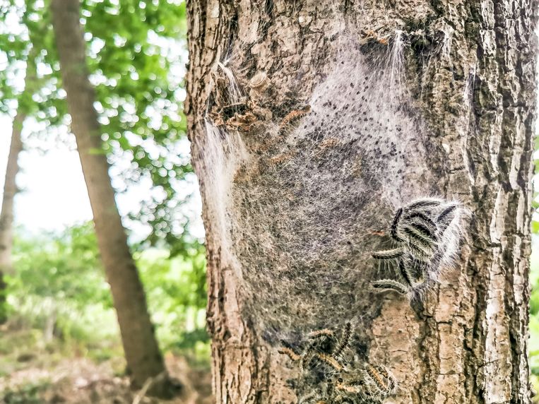 In Nederland gaan ze de eikenprocessierups te lijf met paintballkogels