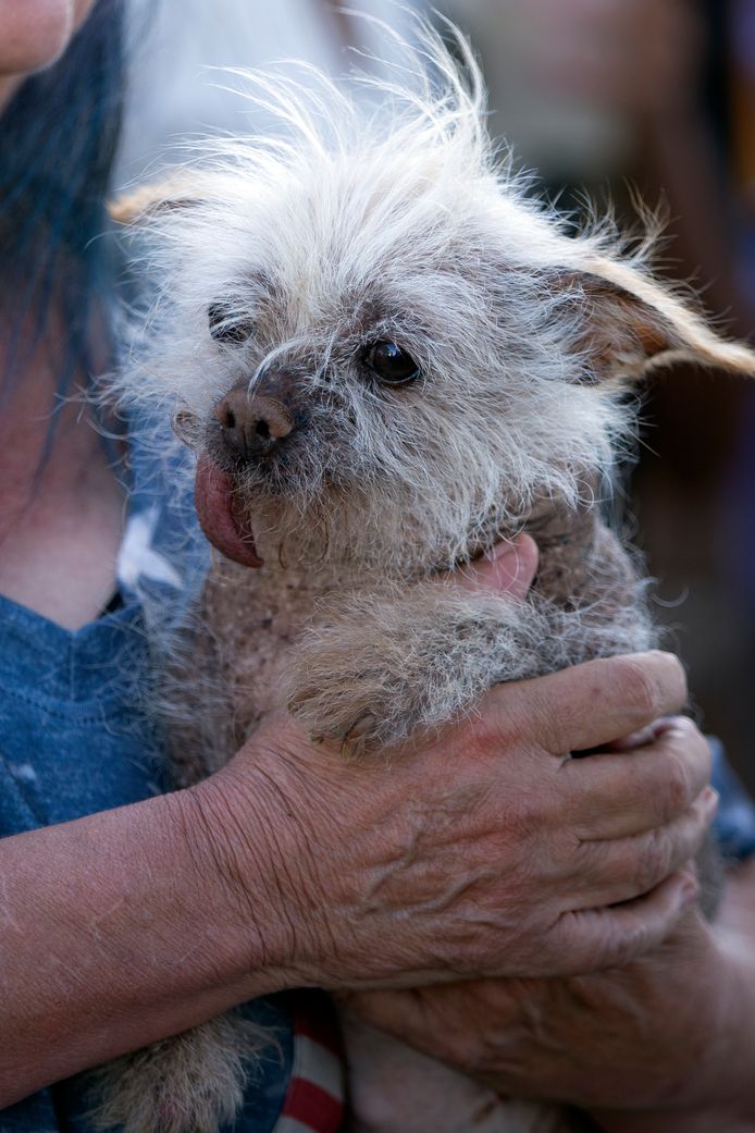 “Mr Happy Face” élu chien le plus laid du monde | Insolite | 7sur7.be