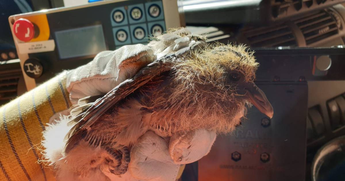 Jonge duiven gedumpt bij grofvuil Katendrecht: ‘Dit heb ik nog nooit ...