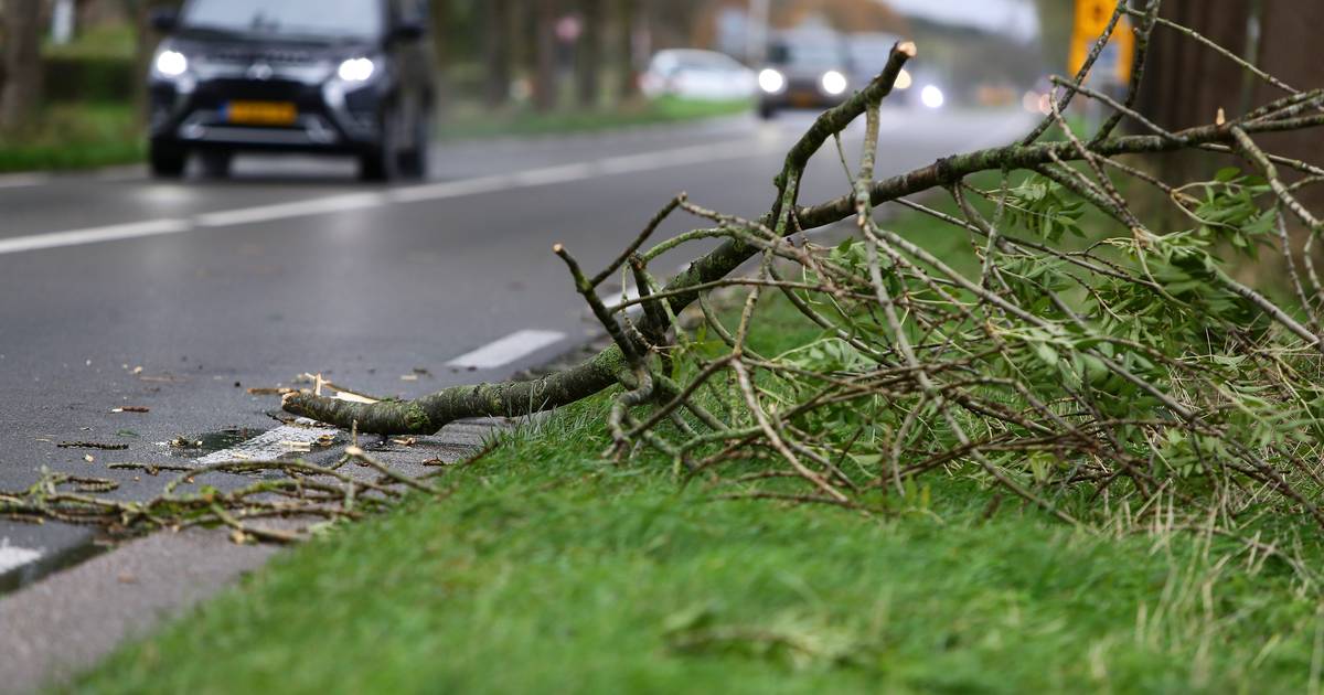 Omgewaaide bomen zorgen voor afsluiting afrit A15 en minder treinen op ...