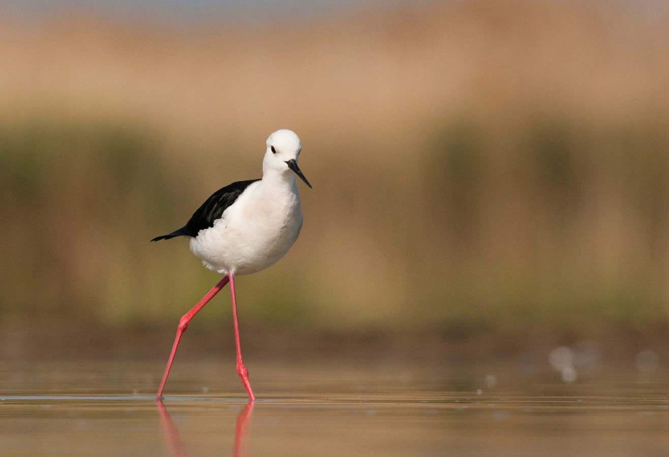 Plots is Vlaanderen dé hotspot voor kleurrijke trekvogels, maar is dat ...