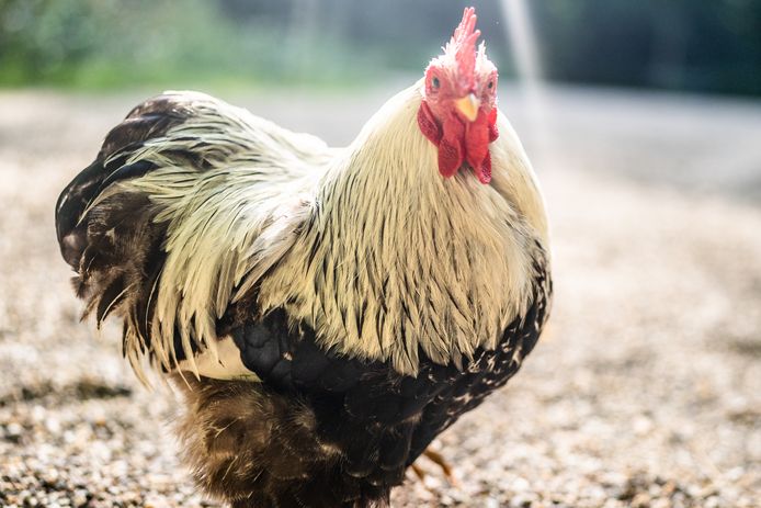 Hanen bij bosjes gedumpt: wat maakt dier juist nu minder geliefd ...