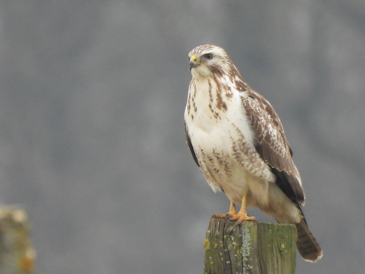 VOC Malderen vangt witte buizerd op: “Hij gaat goed vooruit, maar moet ...