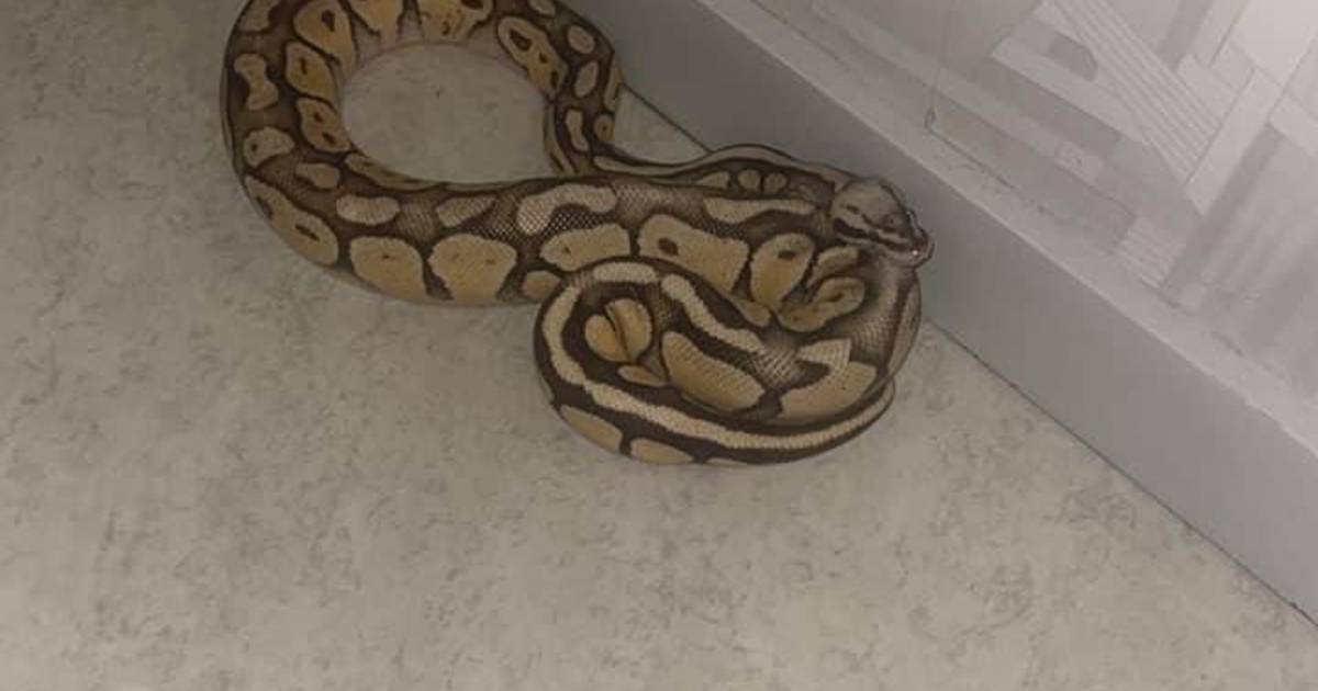 Joachiem (23) vindt slang van buren in slaapkamer: “Het dier was door ...