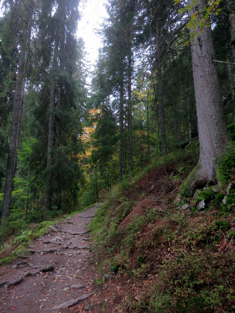 De tijd uit het oog verliezen? Maak dan een wandeling door het Zwarte Woud