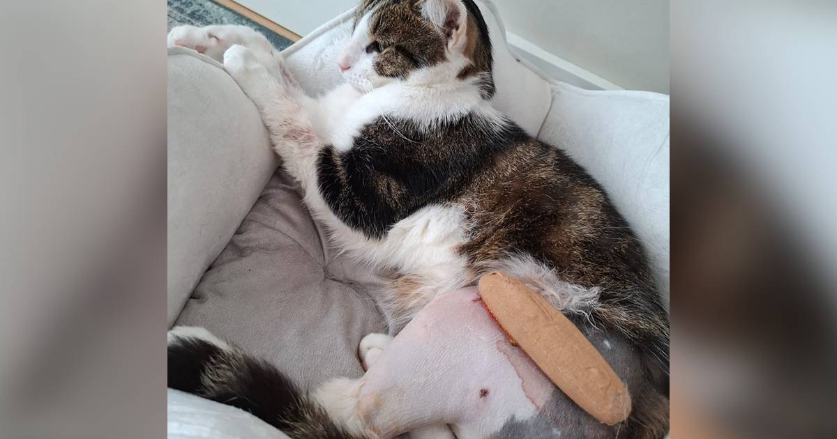 Derde aanval op kat Boetcha dwingt eigenaren Jordy en Maria vakantie af ...