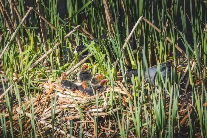Natuur trekt zich van Covid-19 niks aan: kuikentjes aan de voet van het ...