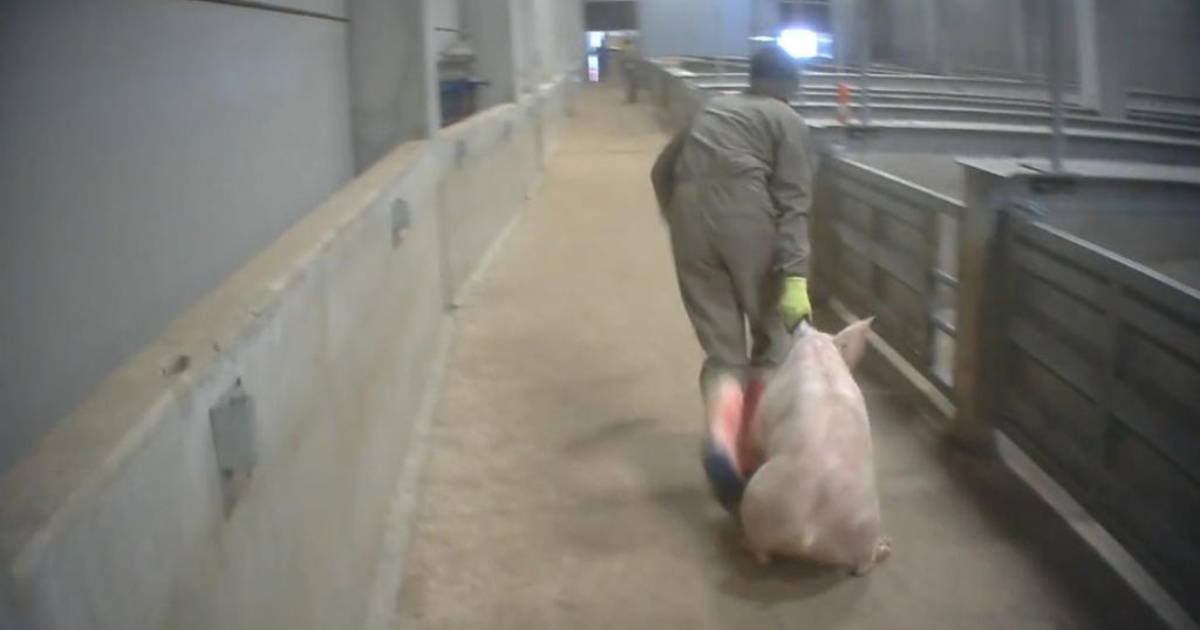 Slachthuis Tielt komt met nieuw actieplan | Binnenland | hln.be