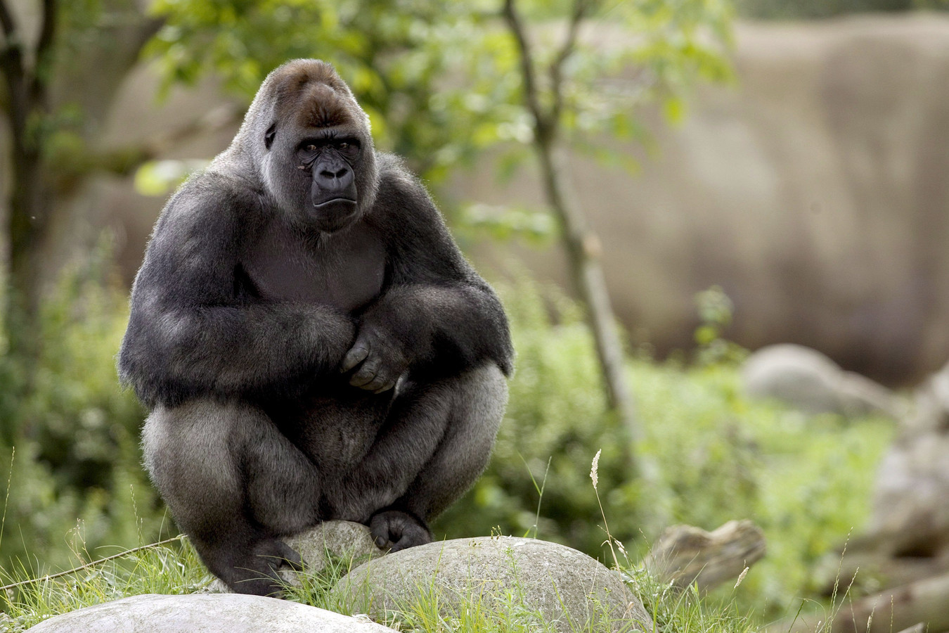 Wereldberoemde gorilla Bokito overleden: “Dood kwam geheel onverwacht ...