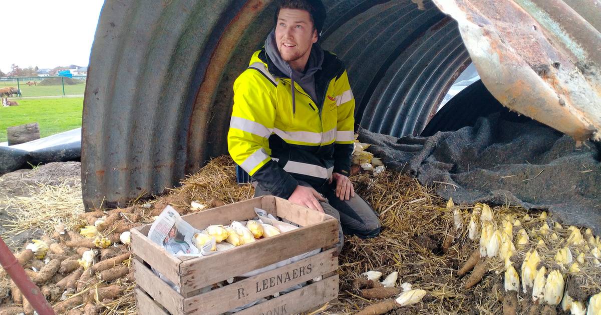Ruben Peeters (24), de jongste witloofteler van Kampenhout: “Mijn ...