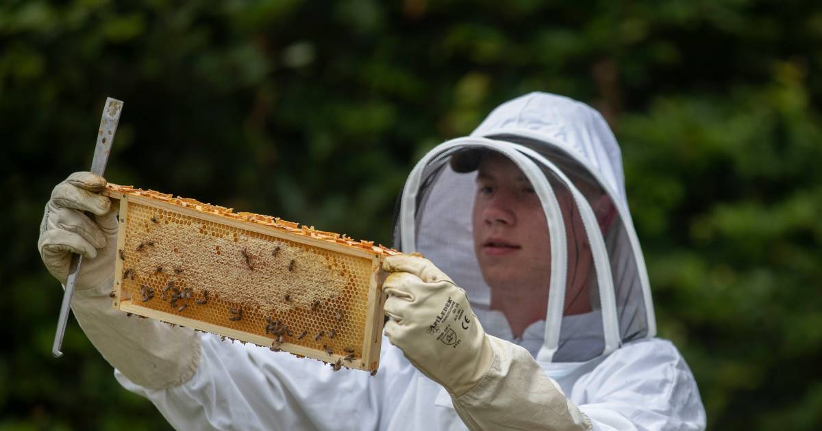 Student Tom (20) uit Oirschot houdt bijen en ontdekt hun veelzijdigheid ...