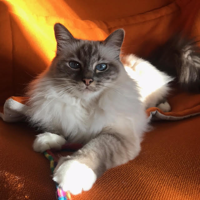 Dit zijn jullie inzendingen van de leukste katten op Wereldkattendag 2023 | Foto | AD.nl