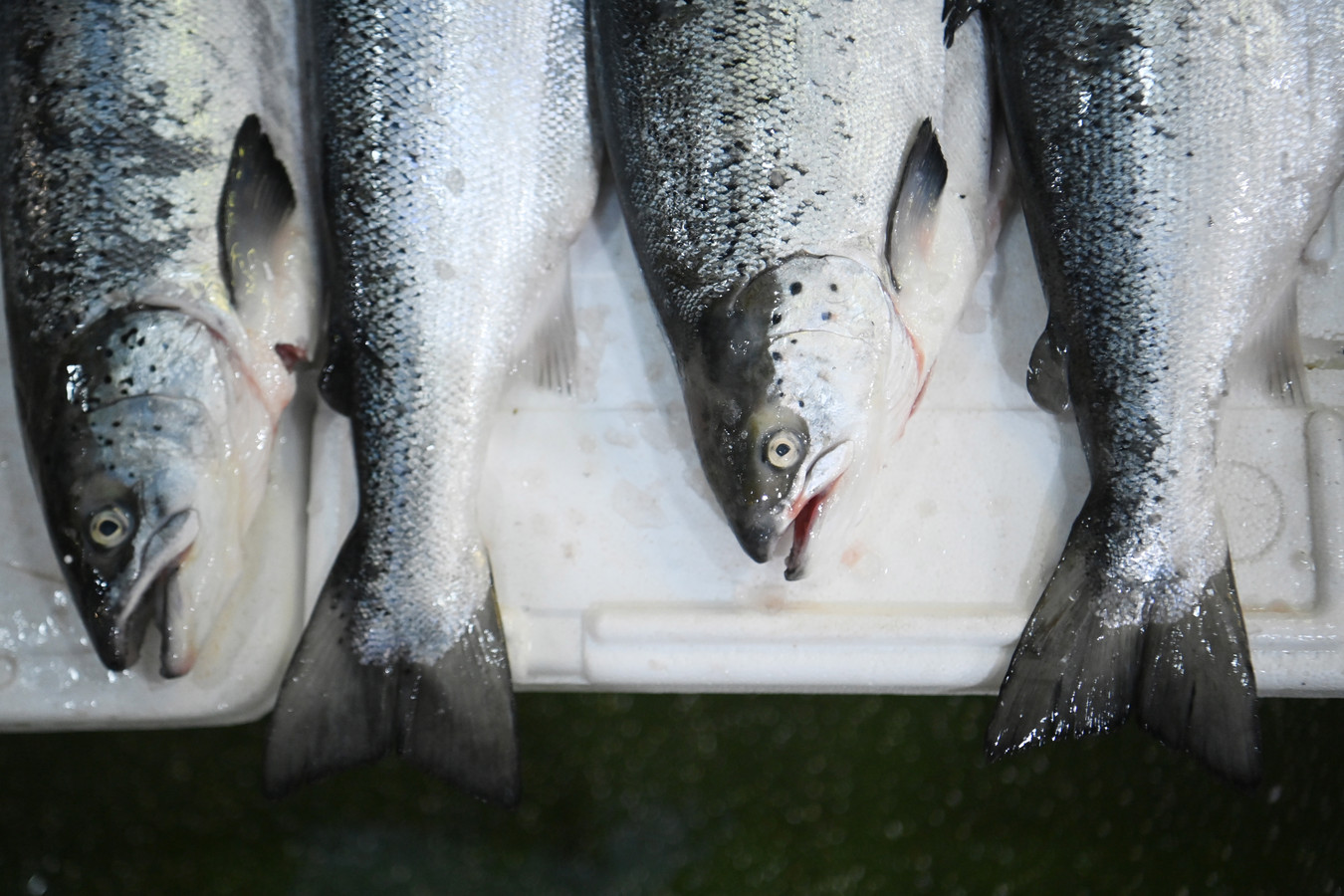 Qu’est-ce que le syndrome de l’odeur de poisson, cette maladie rare ...