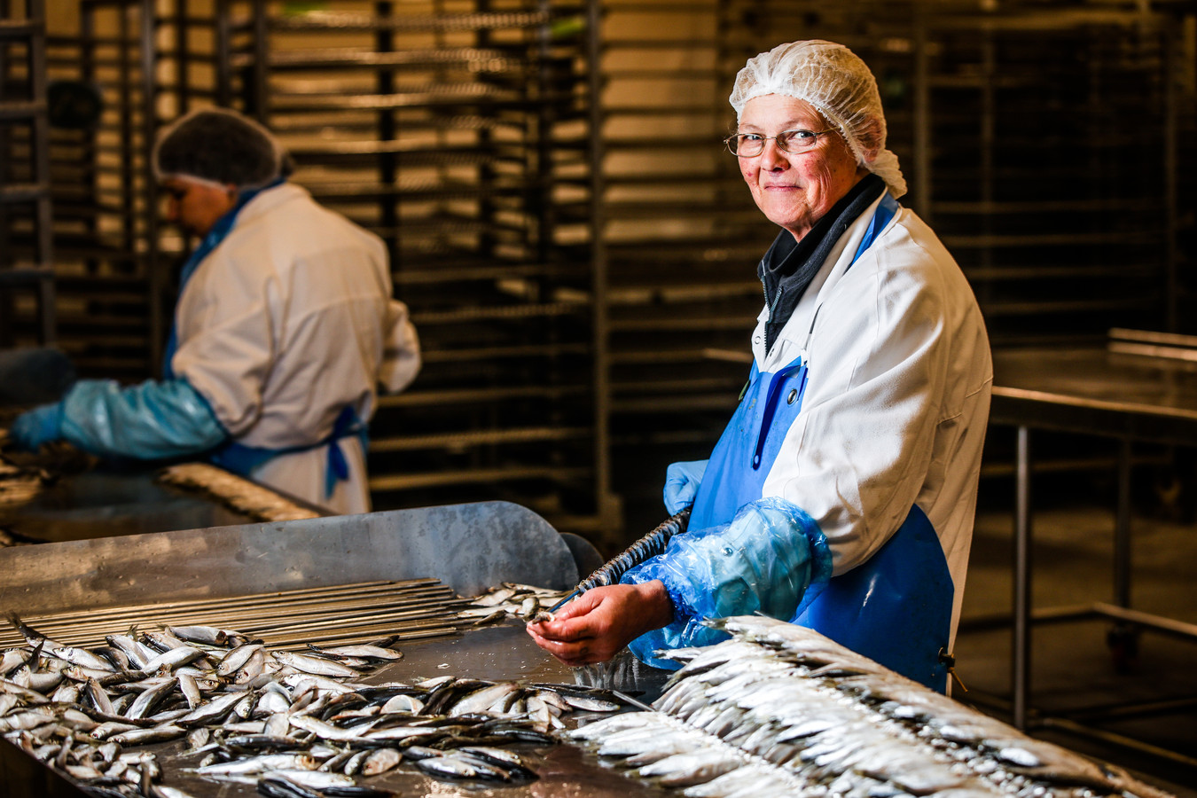 Vlaamse haring en sprot van Visrokerij Alloo en Seagull: “Haring heeft ...
