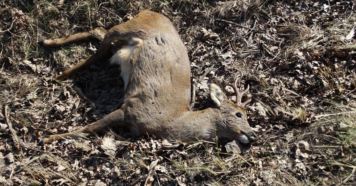 Foto dode ree lokt veel reacties uit op sociale media | Wachtebeke | hln.be