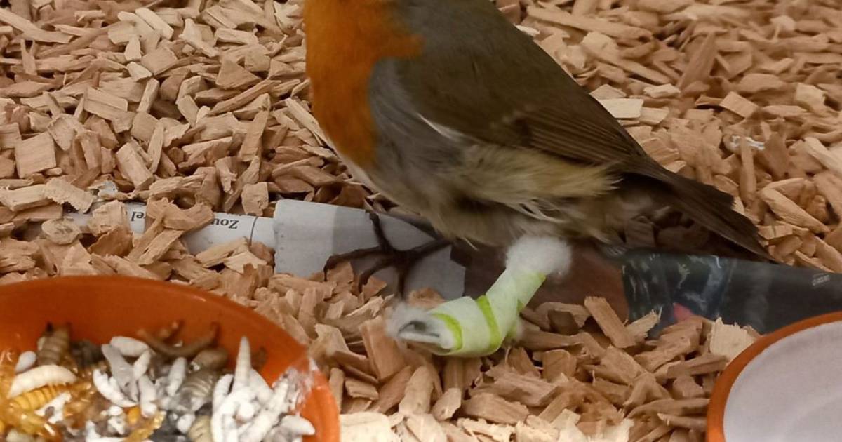 ‘Loopgips’ voor onfortuinlijk roodborstje in vogelopvang: ‘Pootje staat ...