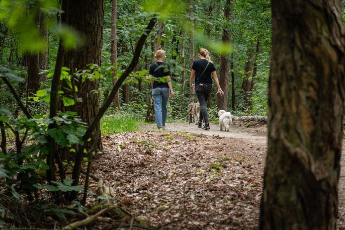 Hond aan de lijn, vanwege de wolf? In Zeisterbossen lopen ze nog lekker ...