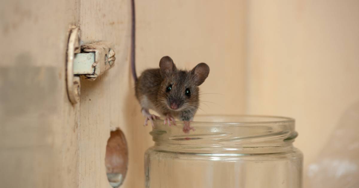 Zo schrik je de muizen op een vriendelijke manier af | Wonen | destentor.nl
