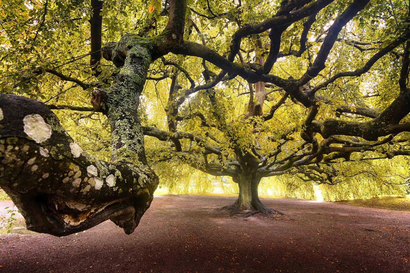Is 600 jaar oude linde uit Brabant de mooiste boom van Europa? | Foto ...
