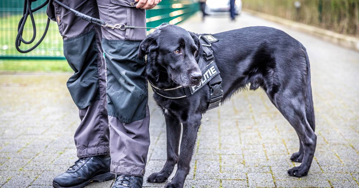 Antwerpse hondenbrigade breidt uit: 7 nieuwe politiehonden op komst ...