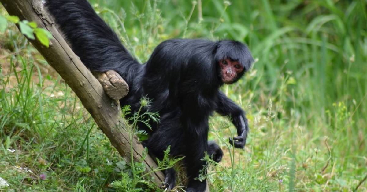 'Bochel-aap' Quasimodo hoopt op zijn Valentijn in Overloon | Boxmeer ...
