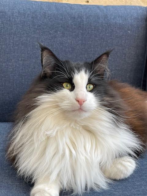 Dit zijn jullie inzendingen van de leukste katten op Wereldkattendag 2023 | Foto | AD.nl