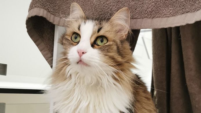 Franse spoorwegmaatschappij moet boete betalen voor dood van kat na ...