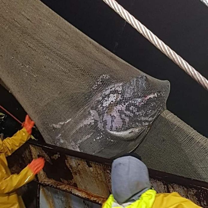 Vlaamse garnalenvissers vinden zeldzame lederschildpad: “Beest van ...