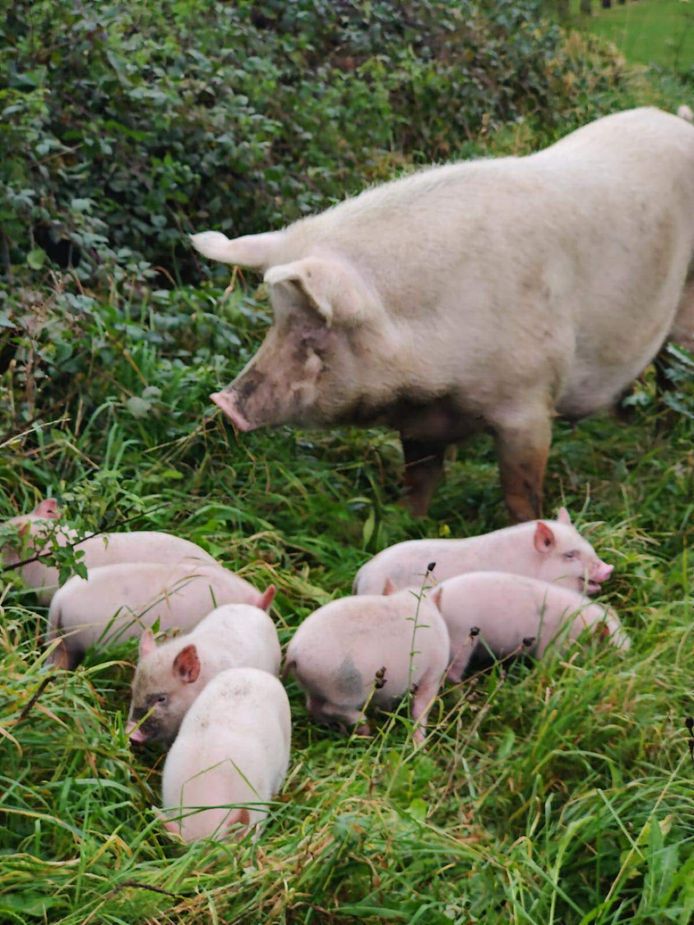 Zeug en zeven biggetjes verloren gelopen in Rillaar | Aarschot | hln.be