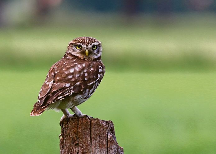 Werk aan de winkel om steenuil te redden in Zeeuws-Vlaanderen | Zeeuws ...