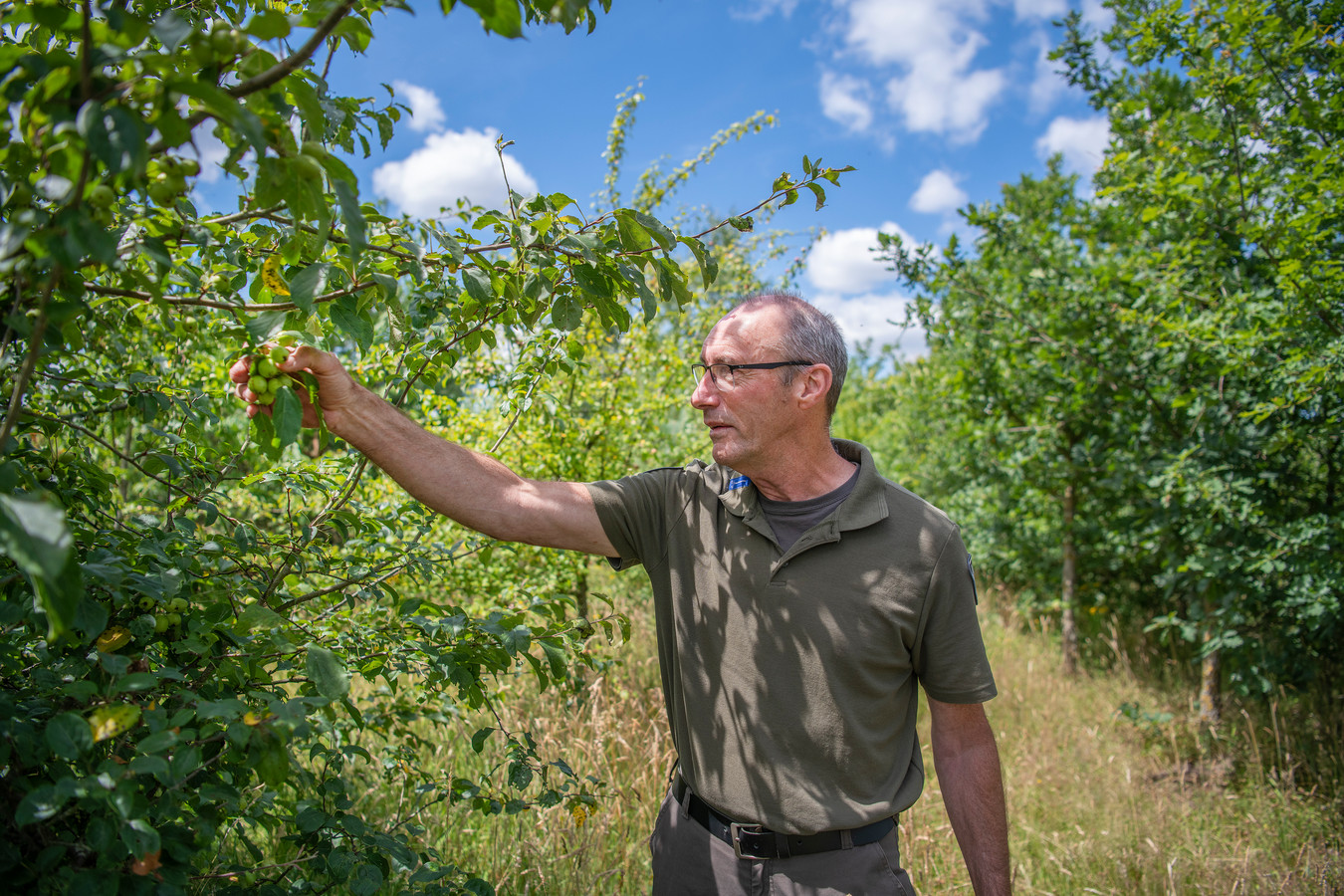 Loofbos bij Loenen barst na slagveld van het leven: ‘Je ziet het ...