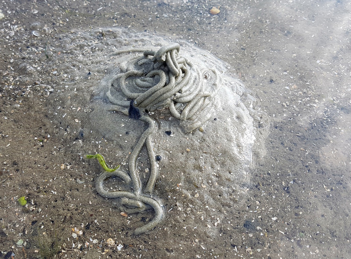 Le ver de sable, un animal qui pourrait sauver des vies | Foto | 7sur7.be