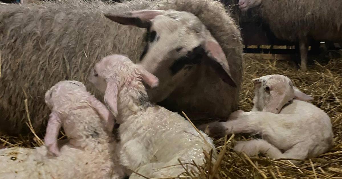 Lianne uit Ede werd bestolen van fiets terwijl ze schaap hielp lammeren ...