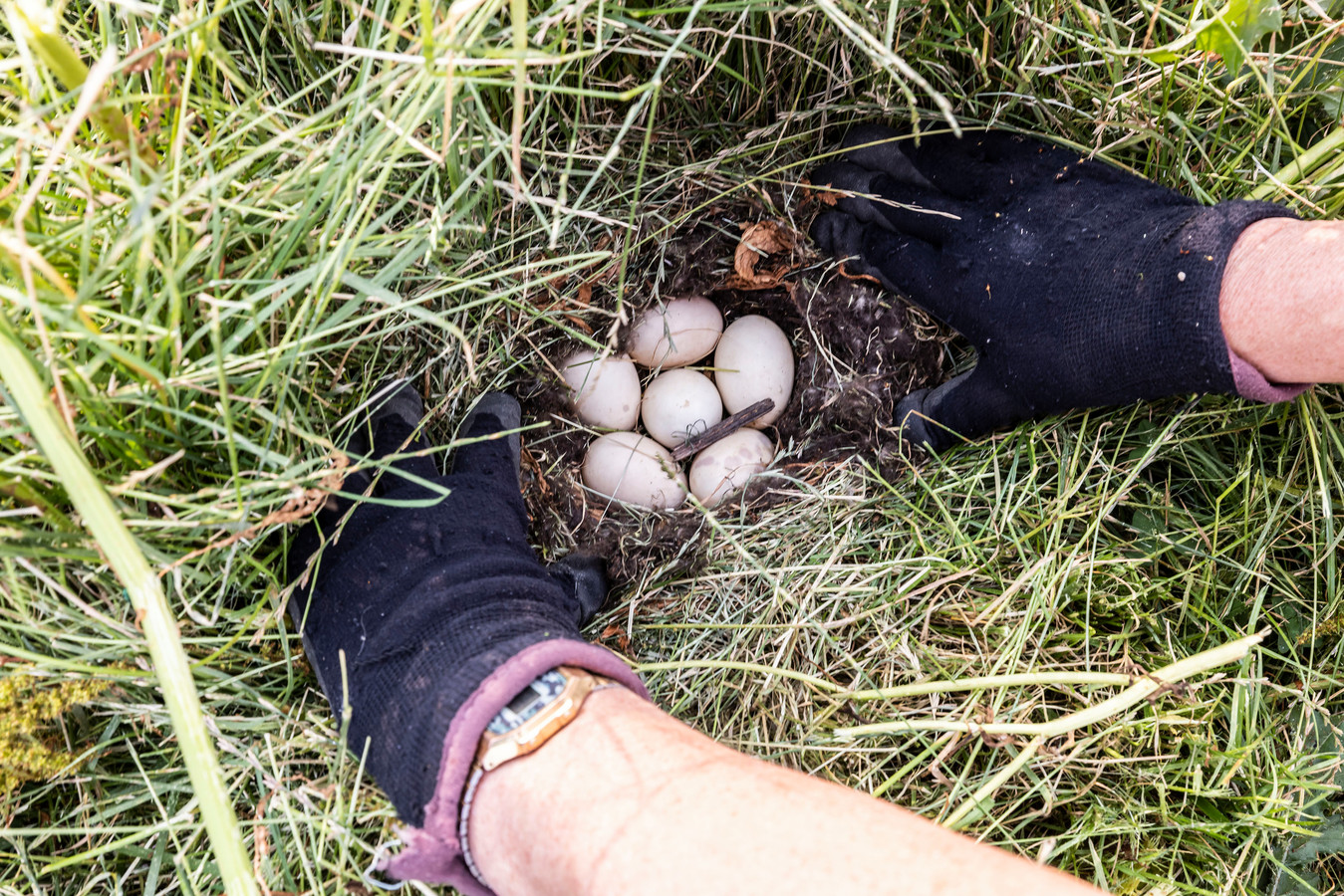 Het Kraaiennest is groot succes: ‘Er nestelen twee keer zoveel vogels ...