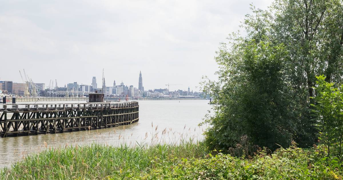 Lantis verwijdert woekerplant aan Noordkasteel: wandelpad definitief ...