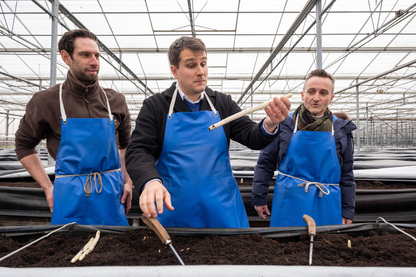 Burgemeester en schepen steken de eerste asperges van het seizoen ...