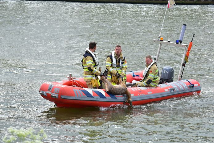 Brandweer vist dode ree uit Amsterdam-Rijnkanaal | Utrecht | AD.nl