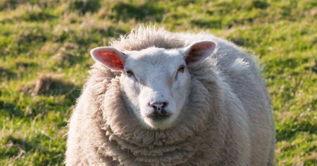Man betrapt tijdens seks met schaap | Buitenland | AD.nl
