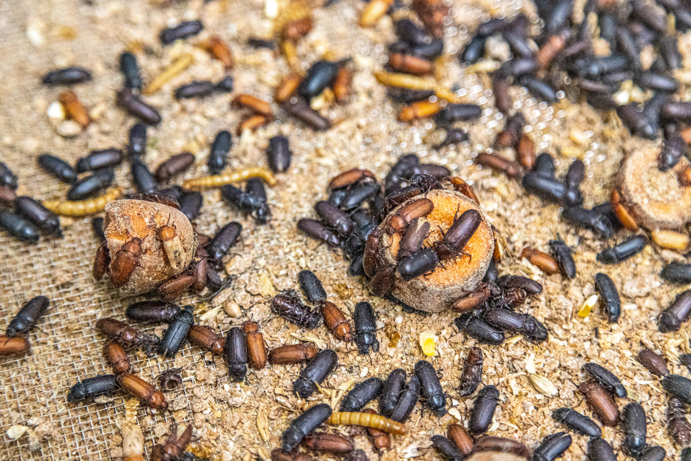 Zwolse meelwormenkwekerij draait al gauw op volle toeren: ‘Makkelijk ...